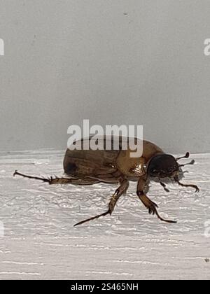 Masked Chafers and Rice Beetles (Cyclocephalini Stock Photo - Alamy