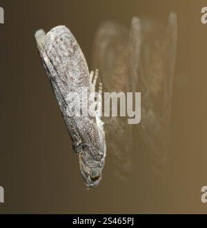 Locust bean moth (Ectomyelois ceratoniae Stock Photo - Alamy