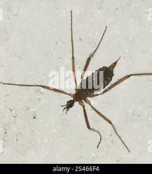 Snow Flies (Chionea Stock Photo - Alamy