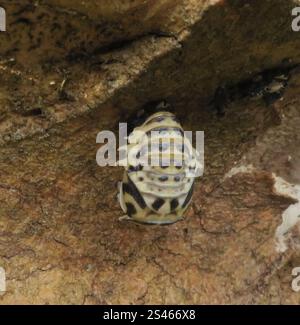 Tasmanian Ladybird (Cleobora mellyi Stock Photo - Alamy