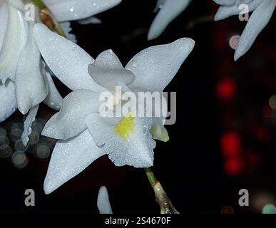 Dove flower (Dendrobium crumenatum Stock Photo - Alamy