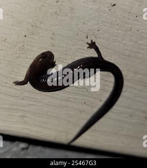Southern Red-backed Salamander (Plethodon serratus Stock Photo - Alamy