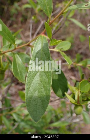 Transvaal Bluebush (Diospyros lycioides guerkei) Plantae Stock Photo ...
