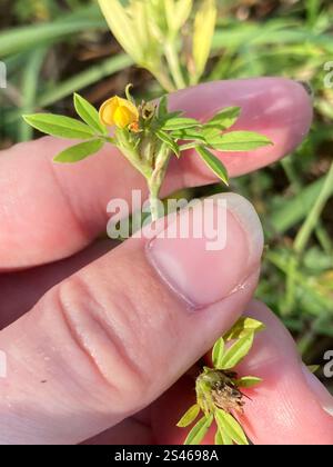Caribbean Stylo (Stylosanthes hamata Stock Photo - Alamy