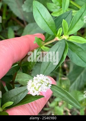 shrubby false buttonweed (Spermacoce verticillata Stock Photo - Alamy