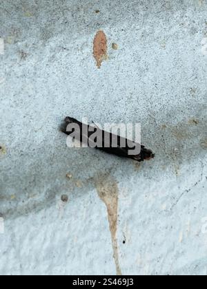 Lesser Cornstalk Borer Moth (Elasmopalpus lignosella Stock Photo - Alamy