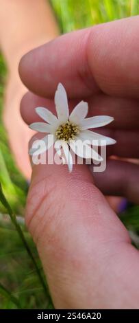 Common Mountain Daisy (Celmisia gracilenta Stock Photo - Alamy