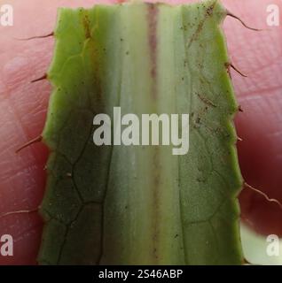 Fivefive Ministar (Alepidea peduncularis Stock Photo - Alamy