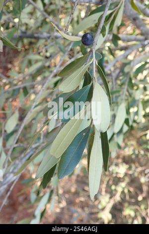 African Olive (Olea europaea africana Stock Photo - Alamy