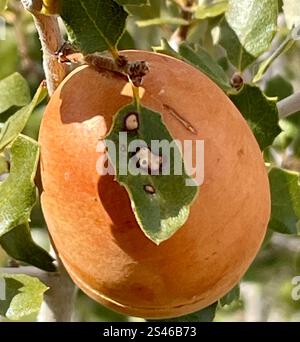 Jumping Gall Wasp (Neuroterus saltatorius Stock Photo - Alamy