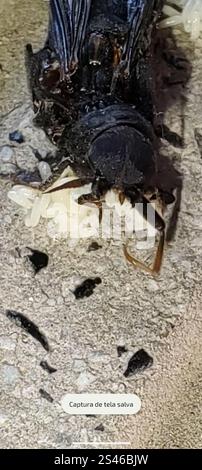 Ship-timber Beetles (Atractocerus Stock Photo - Alamy