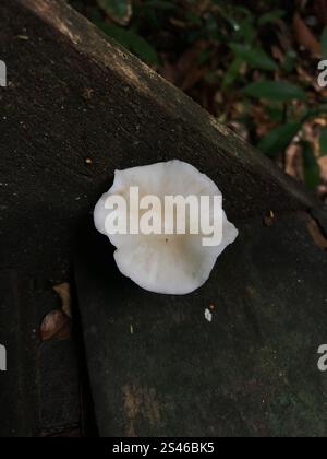 American shitake (Lentinula raphanica Stock Photo - Alamy
