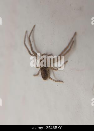 Octopus Spiders (Tmarus Stock Photo - Alamy