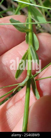 Wild Flax (Linum thunbergii Stock Photo - Alamy