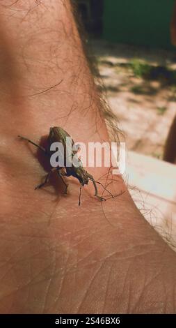 South American Fruit Tree Weevil (Naupactus xanthographus) Insecta ...