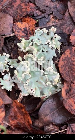 Black Sheet Lichen (Parmotrema reticulatum Stock Photo - Alamy