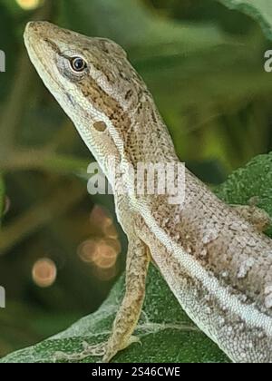 Grass Anole (Anolis auratus Stock Photo - Alamy