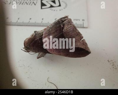Echo Moth (Achaea echo Stock Photo - Alamy