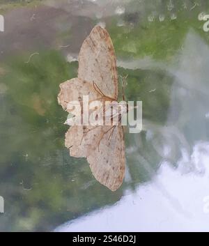Australian Pug Moth (Chloroclystis filata Stock Photo - Alamy