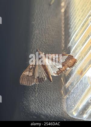 Mung Bean Moth (Maruca vitrata Stock Photo - Alamy