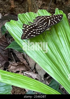 Black-tipped Archduke (Lexias dirtea Stock Photo - Alamy