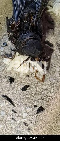 Ship-timber Beetles (Atractocerus Stock Photo - Alamy