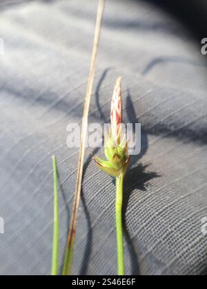 Umbel-like Sedge (Carex tonsa rugosperma), Plantae, Thunder Bay ...