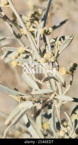 California croton (Croton californicus Stock Photo - Alamy
