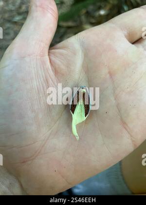 Blue Pouch Fungus (Clavogaster virescens Stock Photo - Alamy