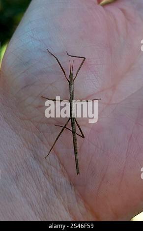 New Zealand Giant Stick Insect (Argosarchus horridus Stock Photo - Alamy