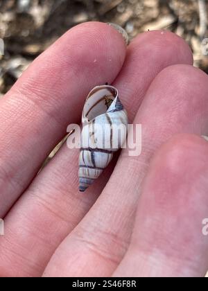 Lined Treesnail (Mesembrinus multilineatus Stock Photo - Alamy