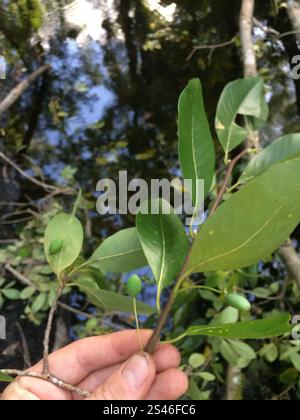 White Tupelo (Nyssa ogeche Stock Photo - Alamy