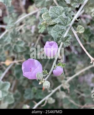 southern coastal bushmallow (Malacothamnus fasciculatus), Plantae, Palm ...