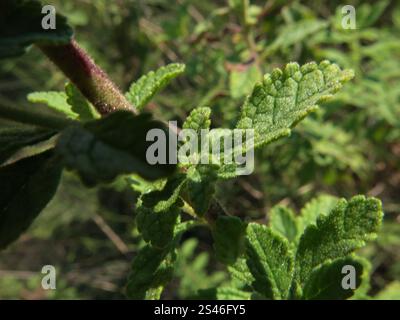 Grand Jaybee (Jamesbrittenia grandiflora Stock Photo - Alamy