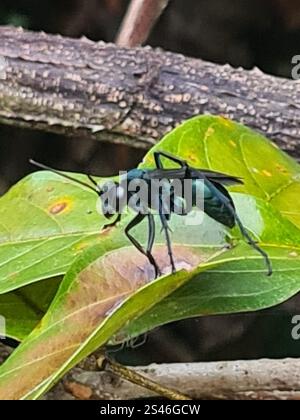 Ants, Bees, and Stinging Wasps (Aculeata Stock Photo - Alamy