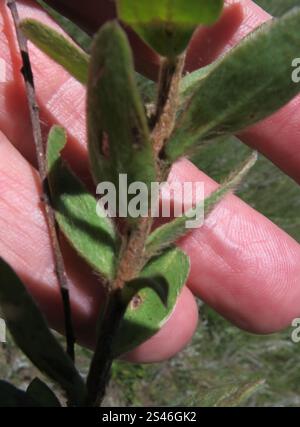 Fire Curryflower (Lasiosiphon anthylloides Stock Photo - Alamy