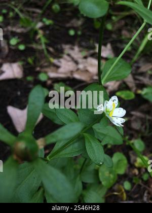 Coastal Rose Gentian (Sabatia calycina Stock Photo - Alamy