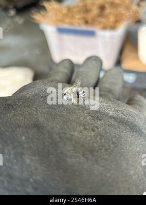 Urbane Digger Bee (Anthophora urbana Stock Photo - Alamy