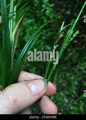 Coastal Plain Sedge (Carex crebriflora Stock Photo - Alamy