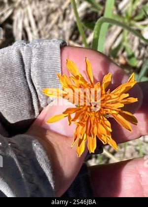 orange agoseris (Agoseris aurantiaca Stock Photo - Alamy