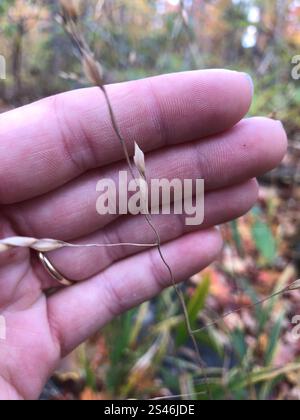 black-fruit mountain-ricegrass (Patis racemosa) Plantae Stock Photo - Alamy