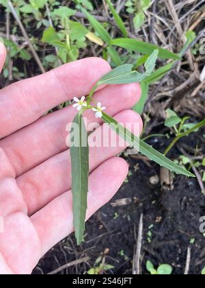 chestnutleaf false croton (Caperonia castaneifolia Stock Photo - Alamy