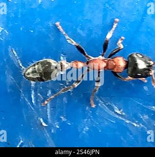 Arboreal Bicolored Slender Ant (Tetraponera rufonigra), Insecta, Padang ...