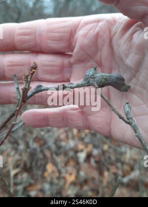 Blueberry Stem Gall Wasp (Hemadas nubilipennis Stock Photo - Alamy