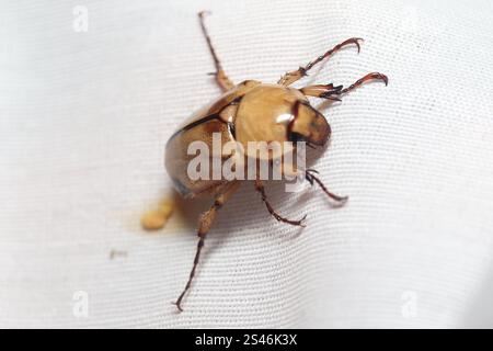 Masked Chafers and Rice Beetles (Cyclocephalini) Insecta Stock Photo ...