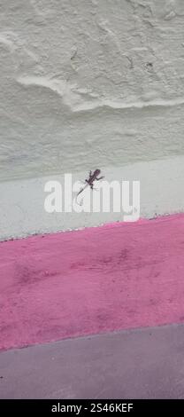 Peters' Lava Lizard (Tropidurus hispidus Stock Photo - Alamy