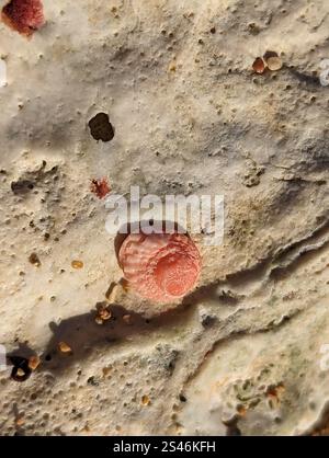 Jewel boxes (Chamidae Stock Photo - Alamy