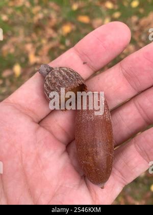 Oracle Oak (Quercus × morehus Stock Photo - Alamy
