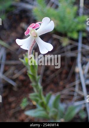 Short-tube Drumsticks (Zaluzianskya microsiphon Stock Photo - Alamy