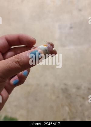 Colombian Four-eyed Frog (Pleurodema brachyops Stock Photo - Alamy